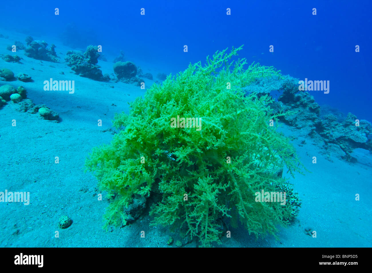 Litophyton hi-res stock photography and images - Alamy