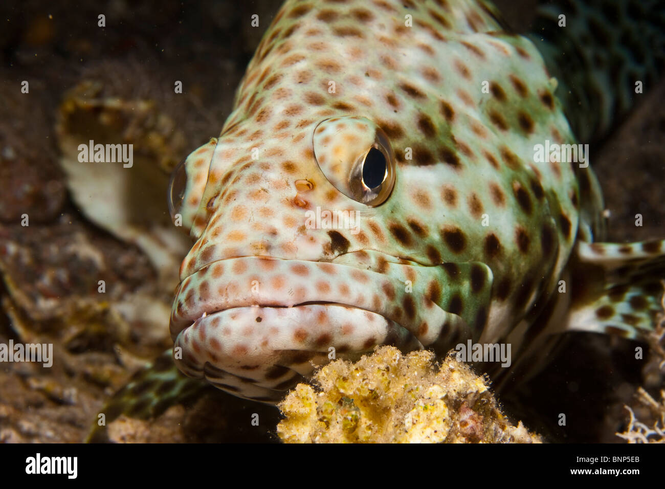 Giant rock cod hi-res stock photography and images - Alamy
