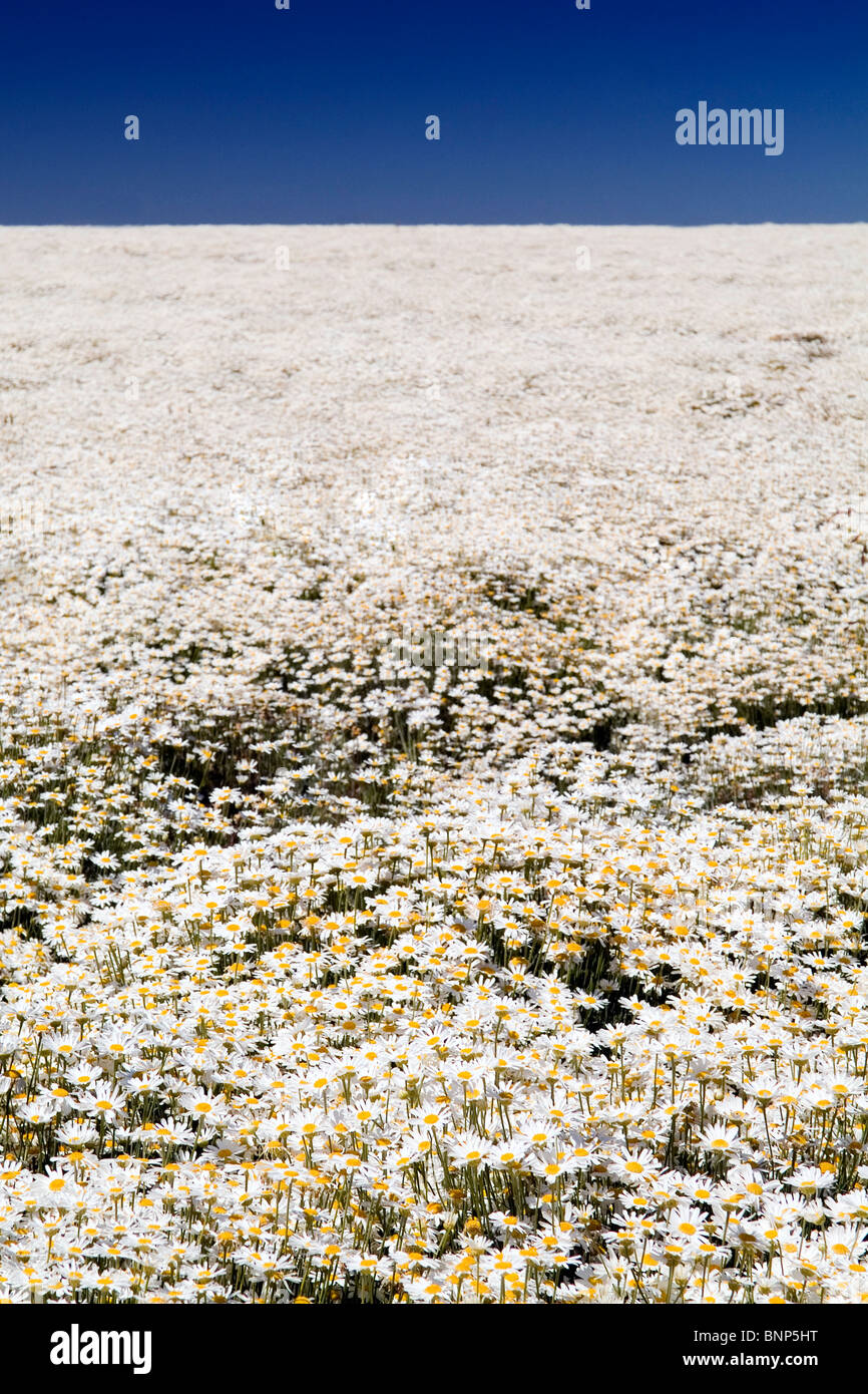 Australia tasmania daisy field hi-res stock photography and images - Alamy
