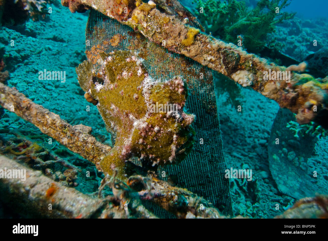 Acipenseriformes hi-res stock photography and images - Alamy