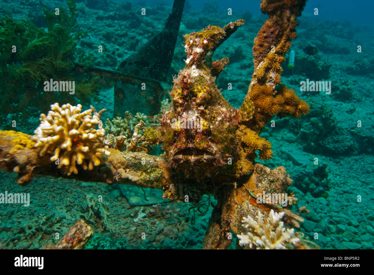 Giant stonefish hi-res stock photography and images - Alamy