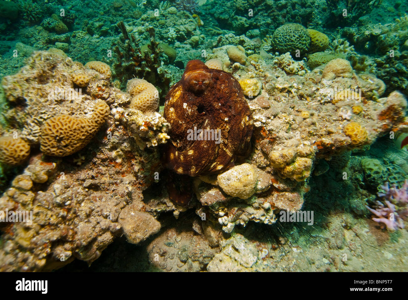 Common Octopus hiding between rocks Stock Photo - Alamy