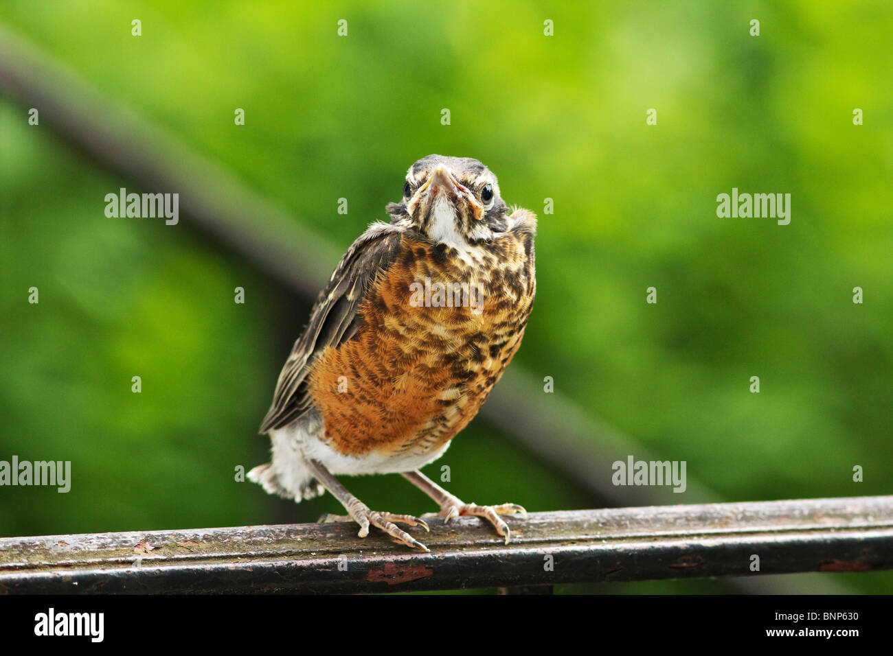 Fledgling robin hi-res stock photography and images - Alamy