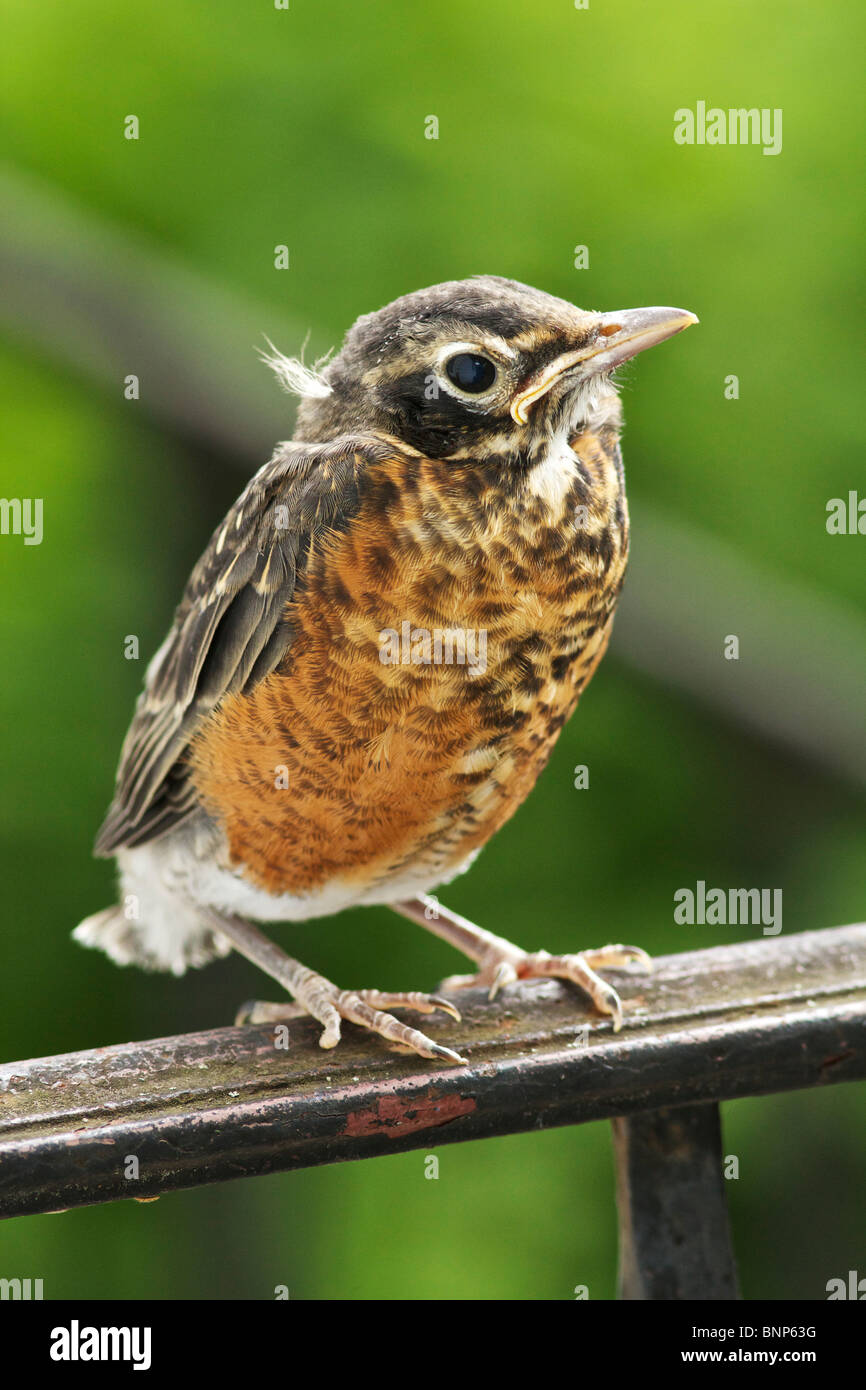 Fledgling robin hi-res stock photography and images - Alamy