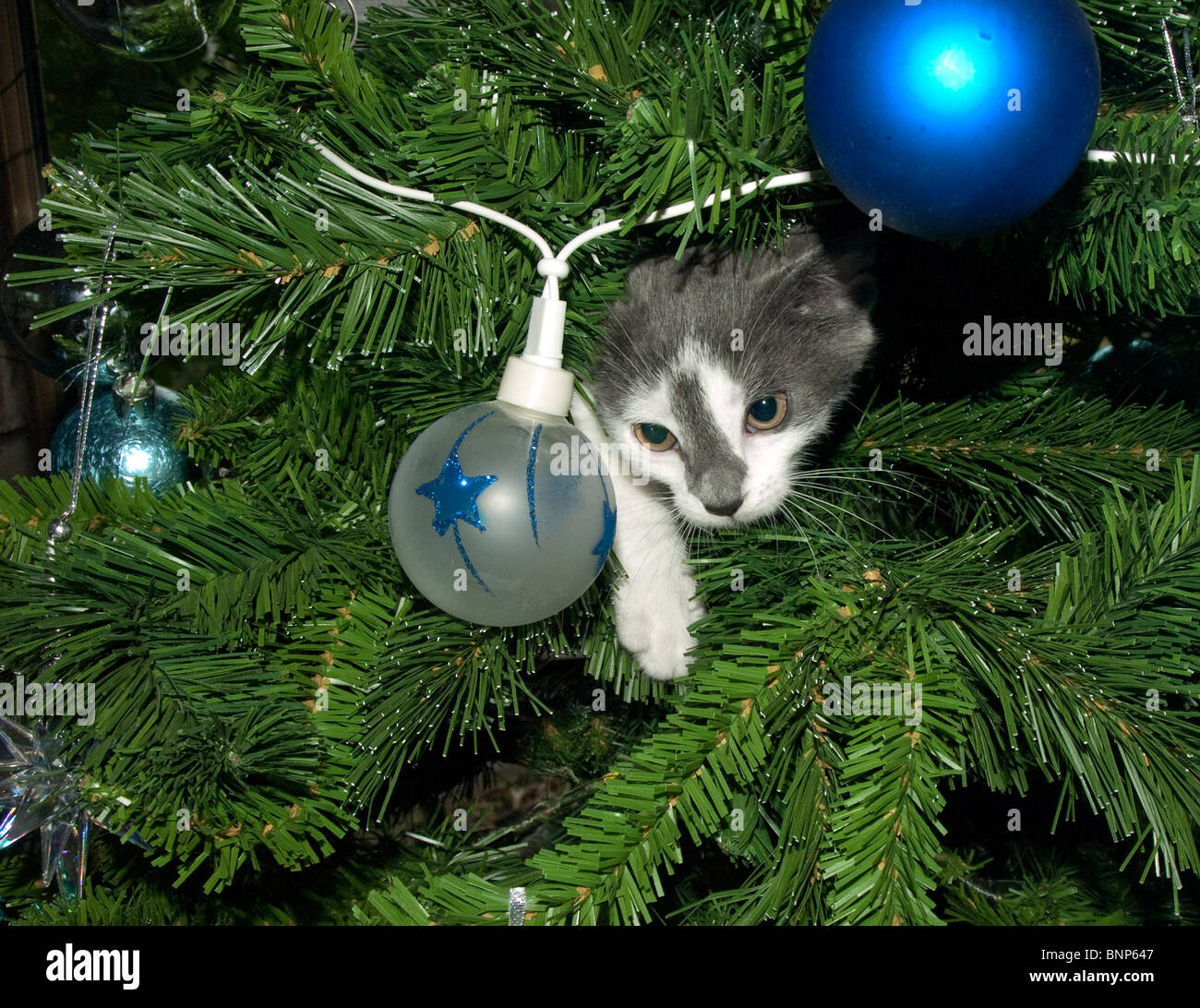 Kitten christmas hi-res stock photography and images - Alamy