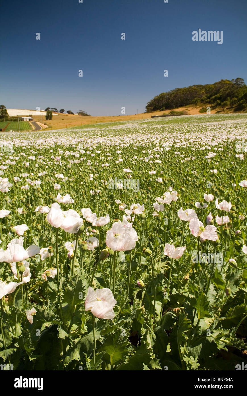Field Of Poppies Australia High Resolution Stock Photography and Images ...
