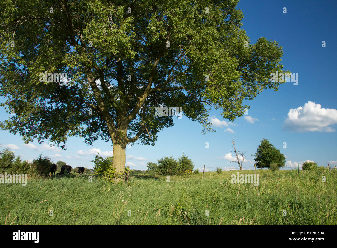Hackberry tree and prairie. Nachusa Grasslands Preserve, Illinois. Cows ...