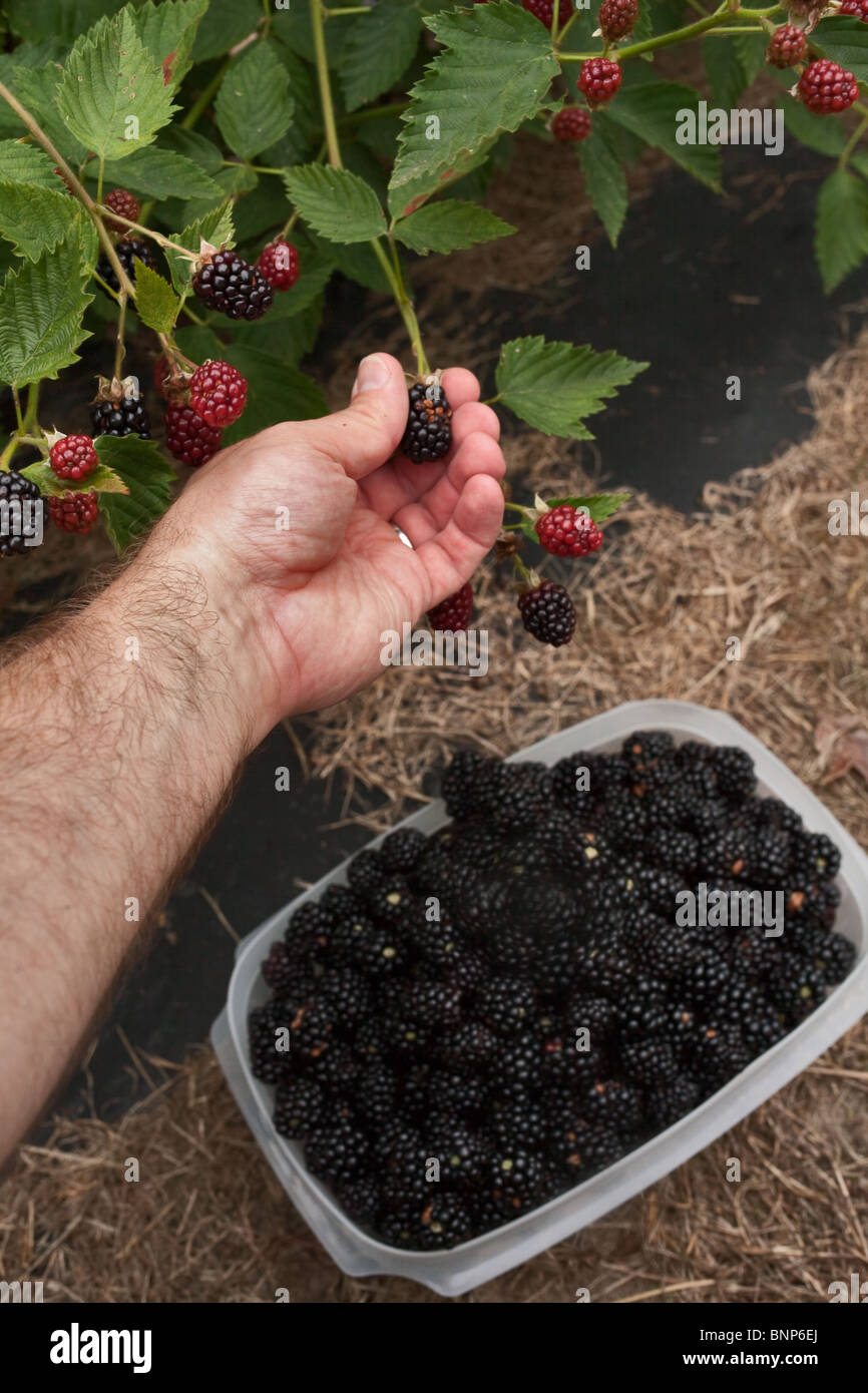 Hand Picking Blackberries High Resolution Stock Photography and Images ...