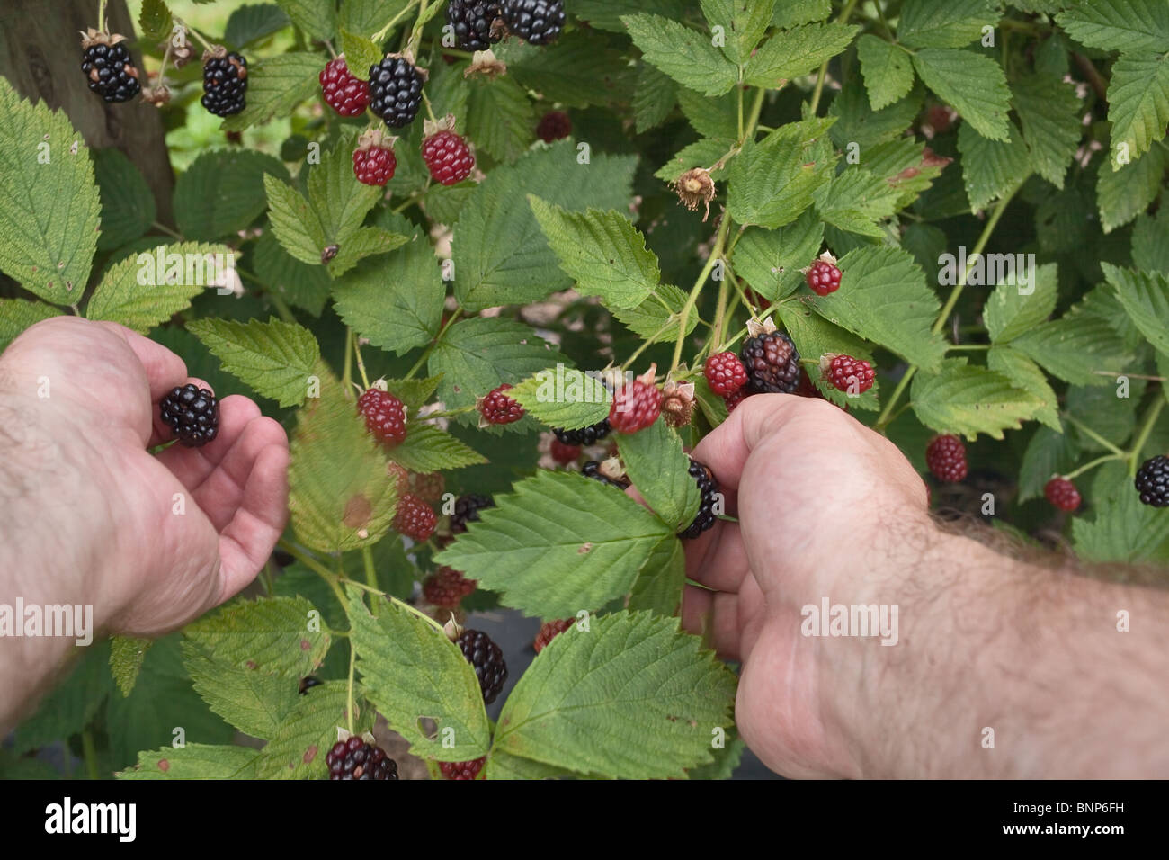 Hand Picking Blackberries High Resolution Stock Photography and Images ...