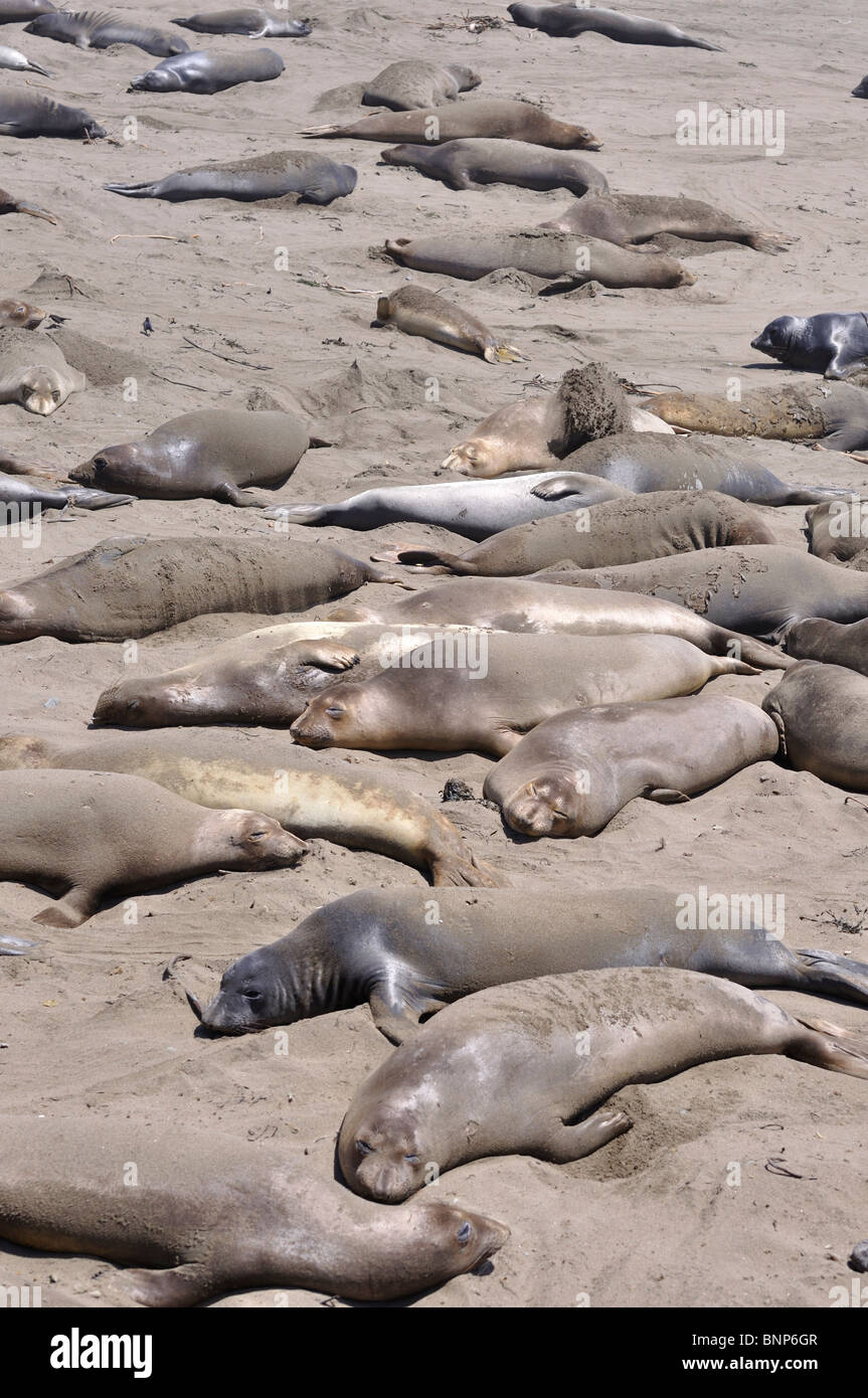 Elephant seals colony during molting period, Piedras Blancas beach ...
