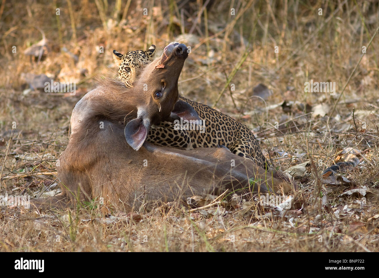 Hunting male leopard hi-res stock photography and images - Alamy