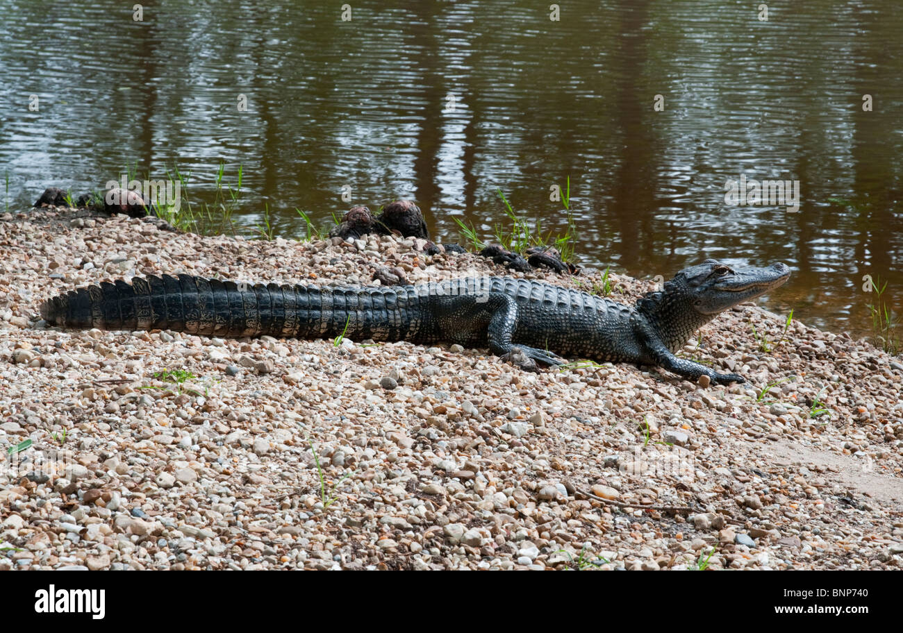 Louisiana, Avery Island, Jungle Gardens, wild adolescent American ...