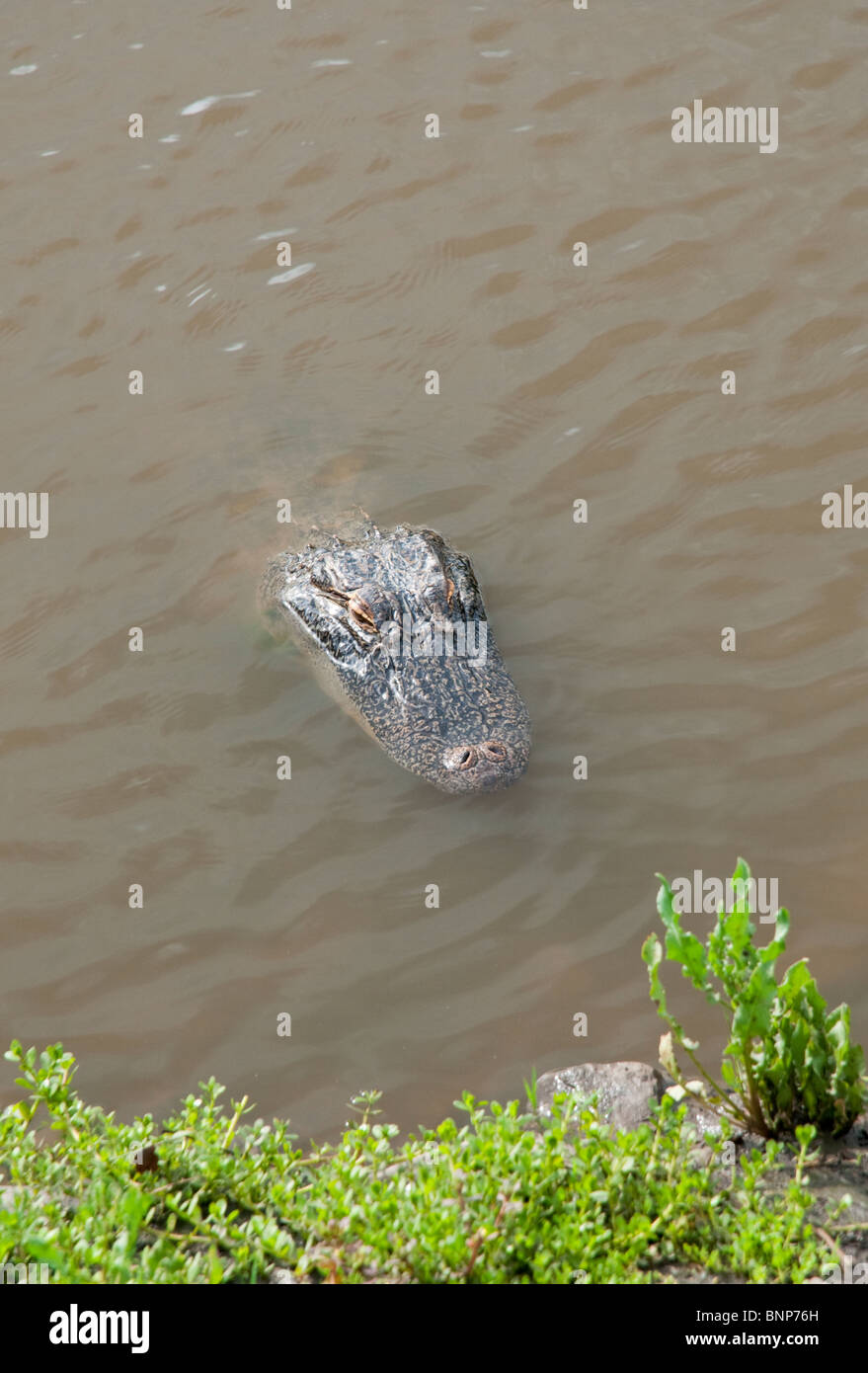 Louisiana, Avery Island, Jungle Gardens, wild adolescent American ...