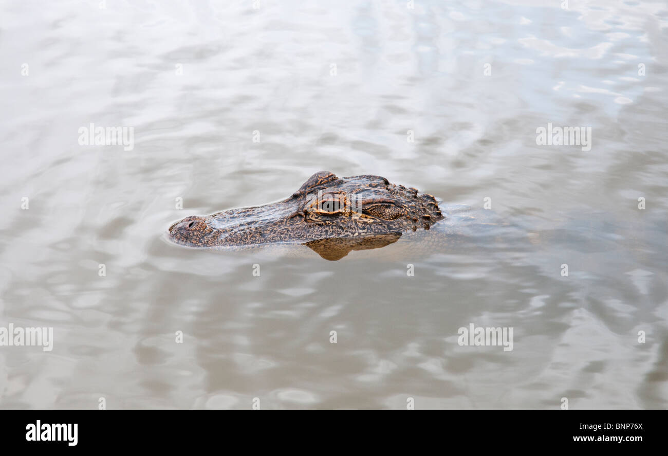Louisiana, Avery Island, Jungle Gardens, wild adolescent American ...