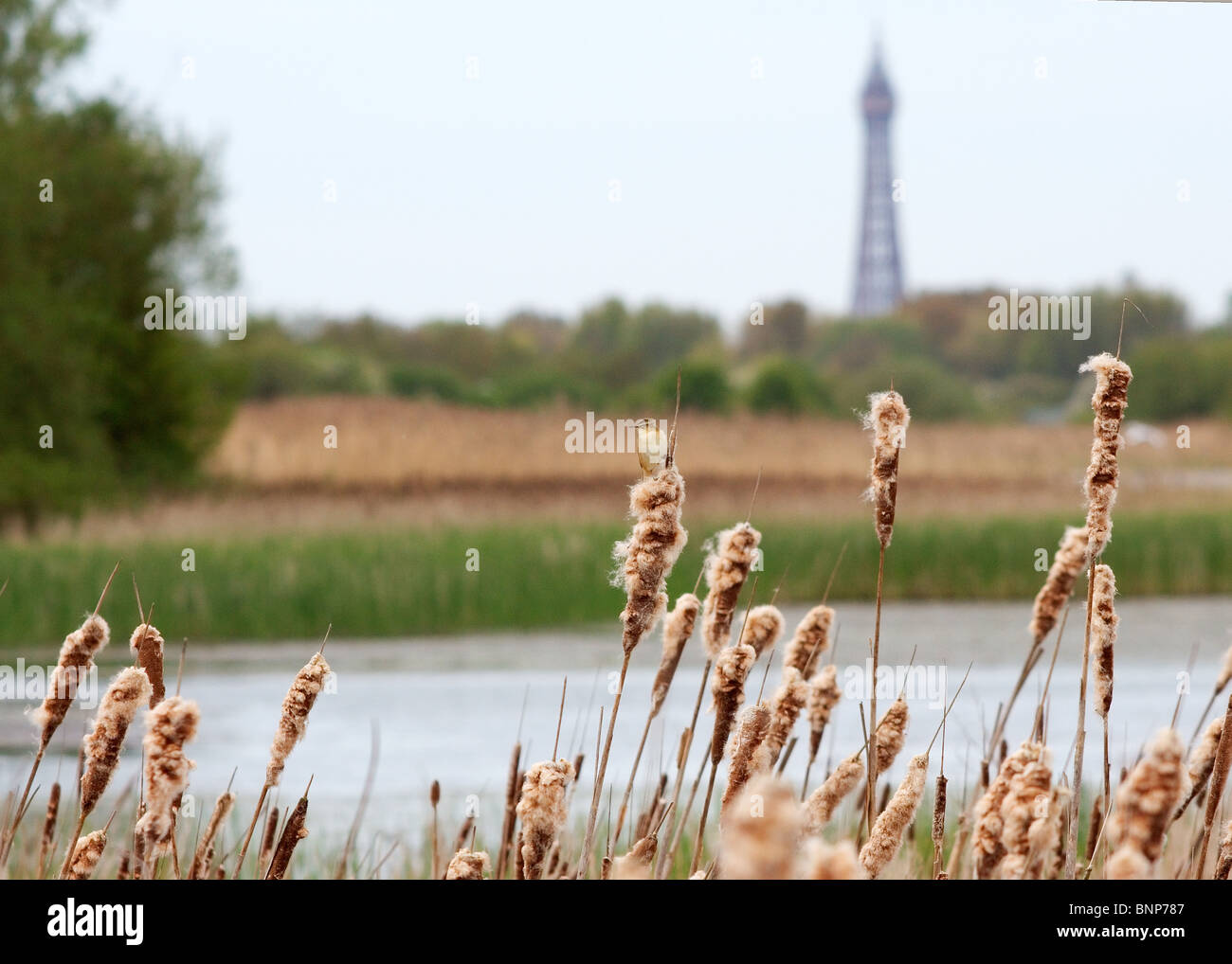 Sedge Warbler at Marton Mere nature reserve with Blackpool Tower in the ...