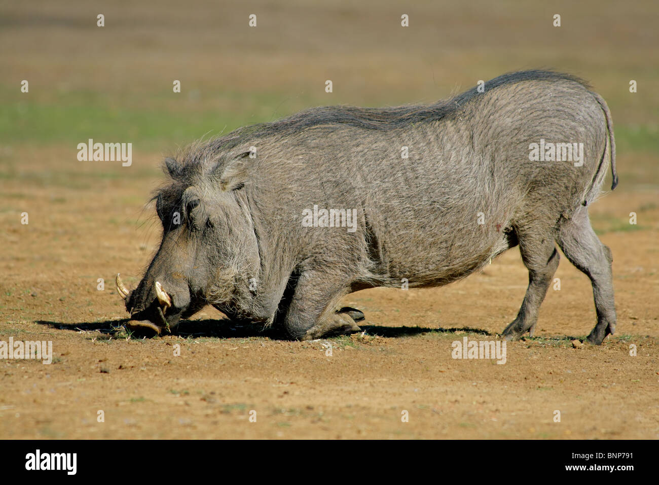A big male warthog (Phacochoerus africanus) feeding, South Africa Stock ...