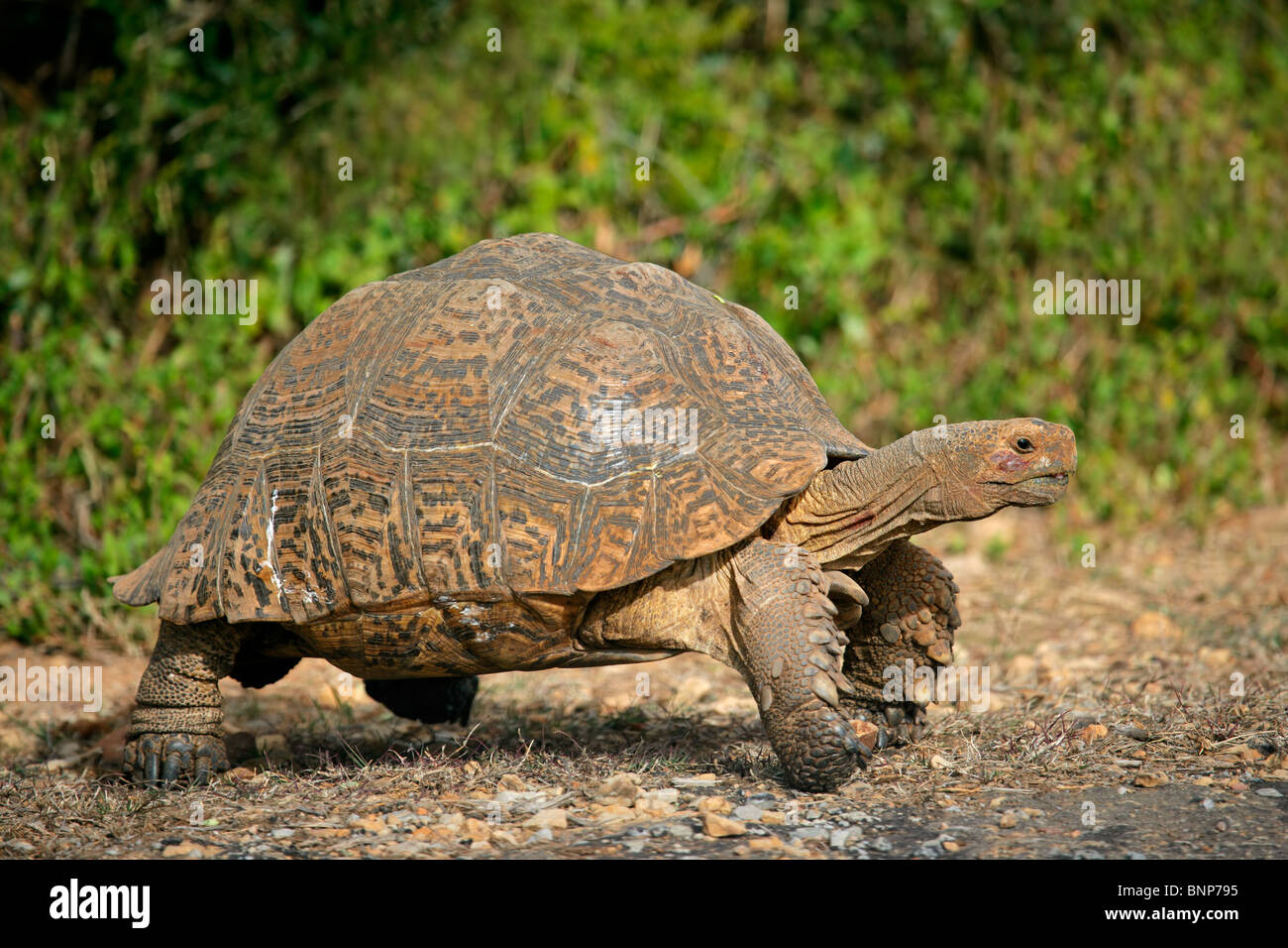 Mountain or leopard tortoise (Geochelone pardalis), South Africa Stock ...