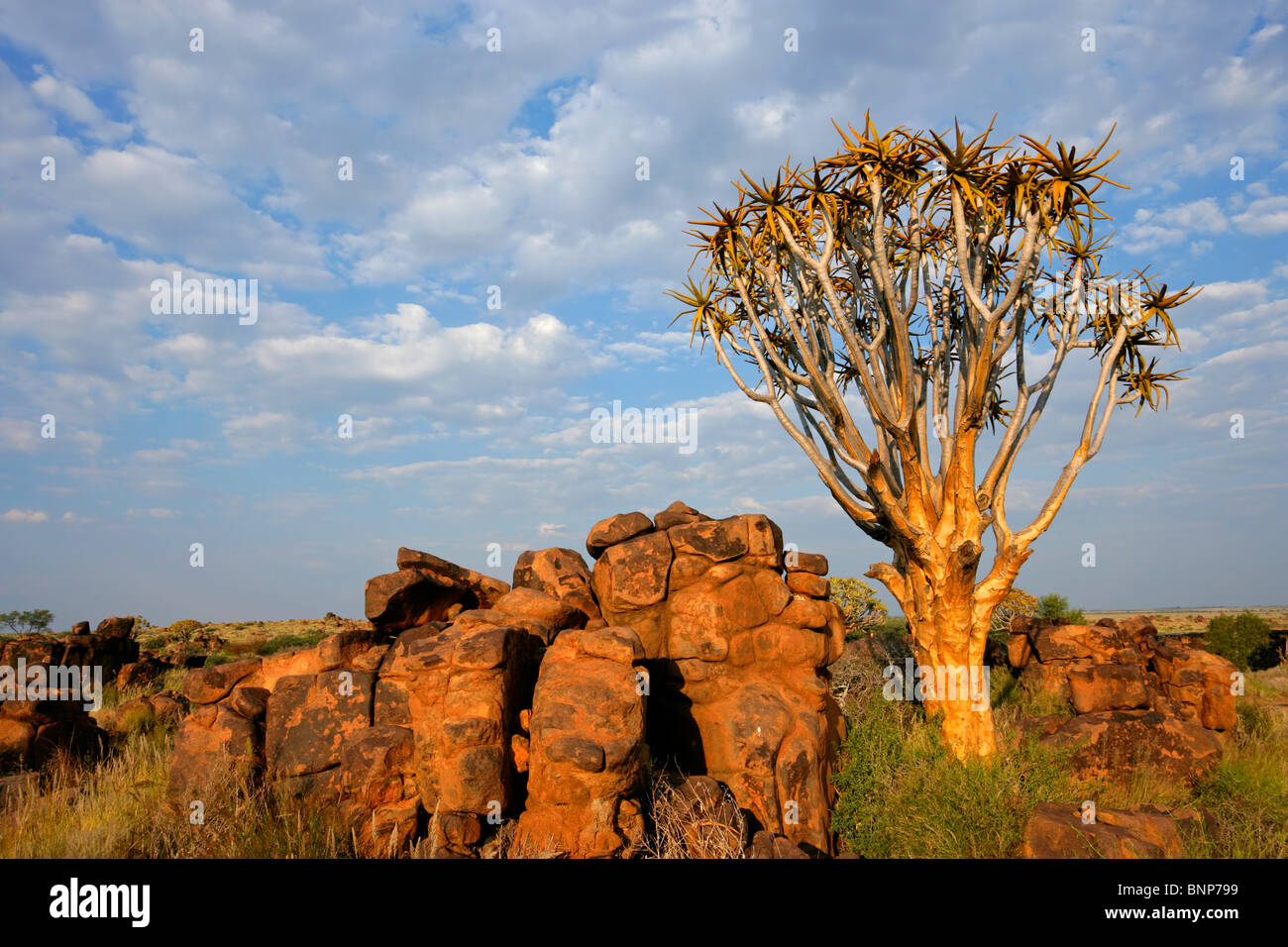 Bark Of A Quiver Tree High Resolution Stock Photography and Images - Alamy