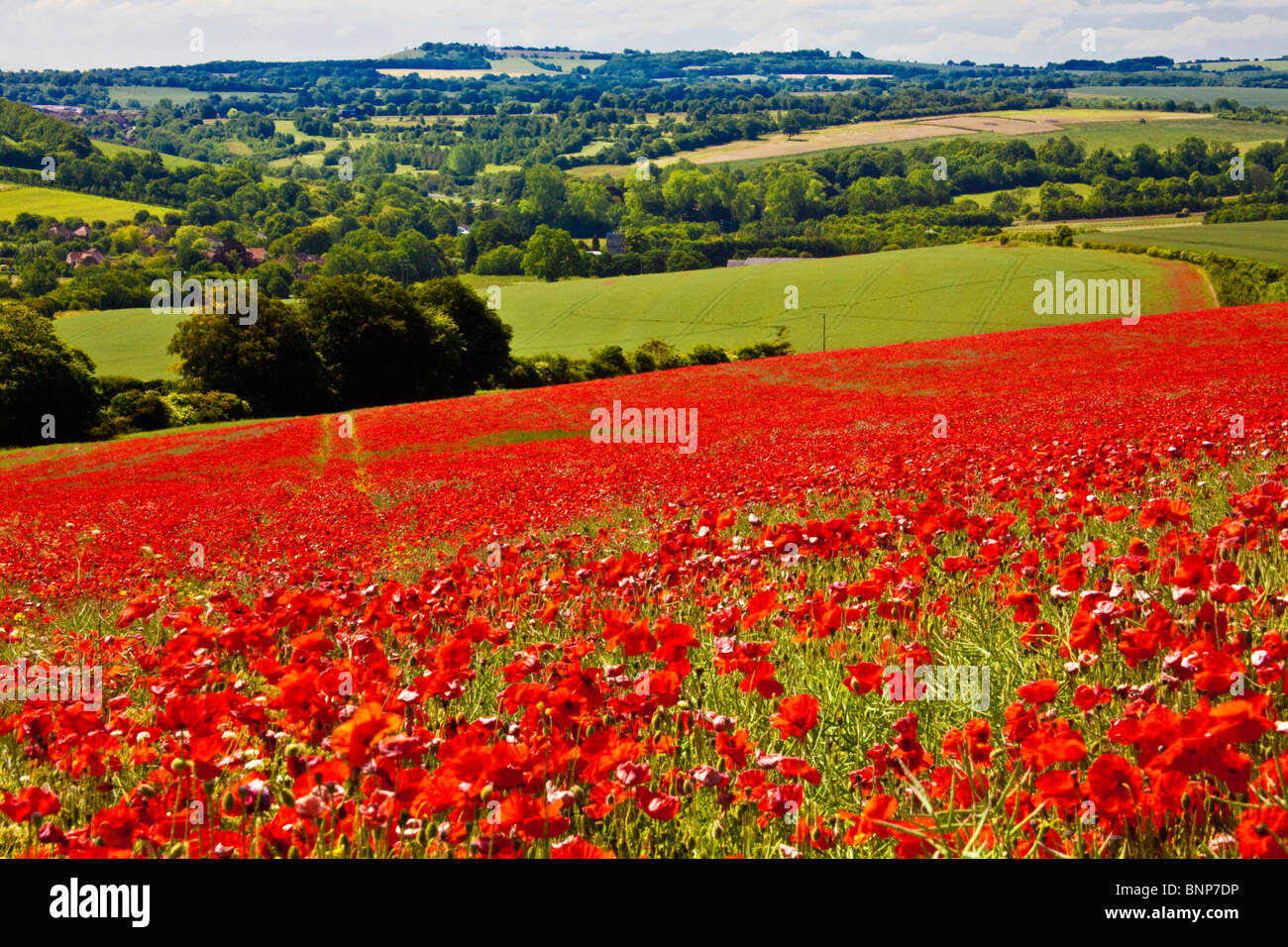 Poppy fields in sunshine on the Marlborough Downs, Wiltshire, England ...