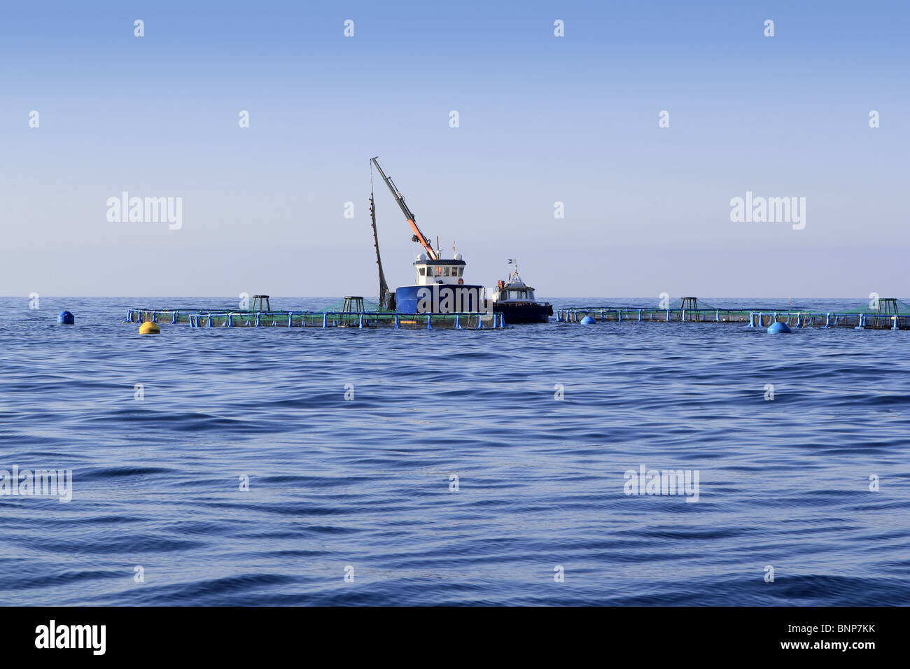 Pisciculture fish hi-res stock photography and images - Alamy