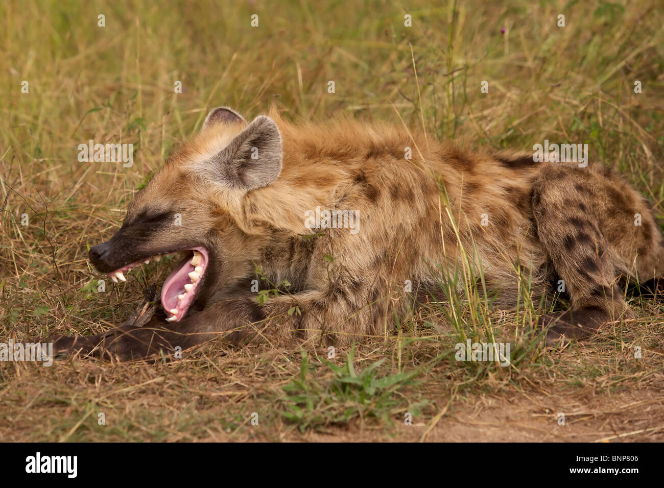 Yawning spotted hyaena (Crocuta crocuta) in the Kruger National Park ...