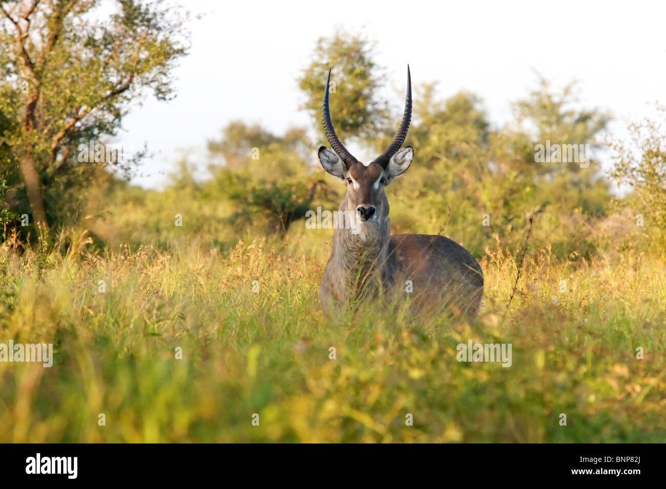 Common waterbuck bull (Kobus ellipsiprymnus), Kruger National Park ...