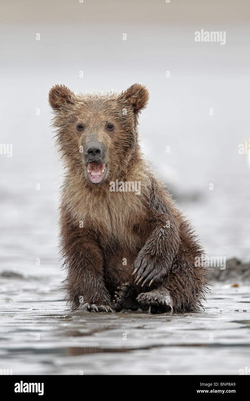 Bear cub on the beach hi-res stock photography and images - Alamy