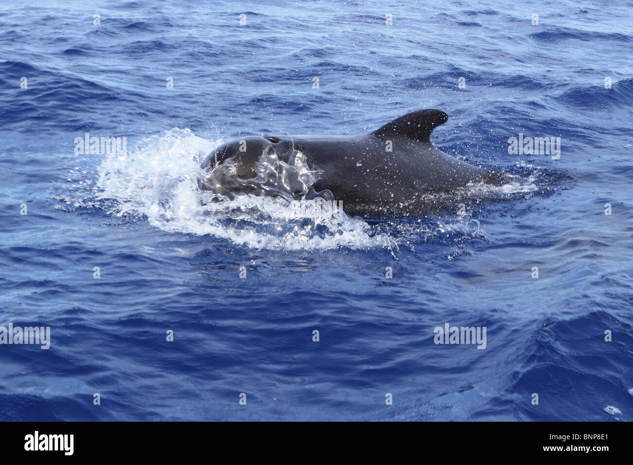 Big blue whale hi-res stock photography and images - Alamy