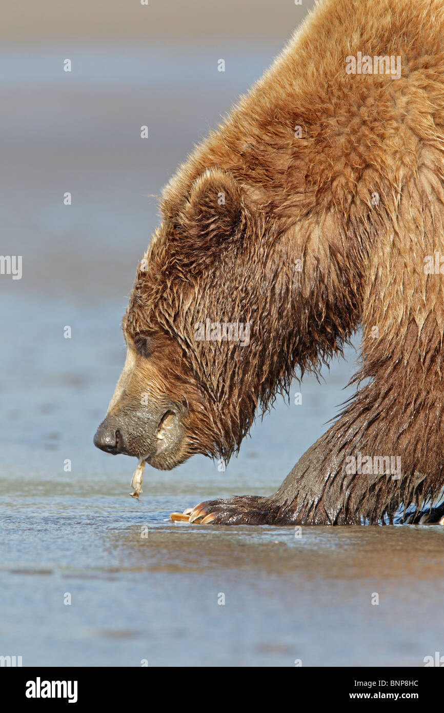 Brown Bear eating clams on a beach in Alaska Stock Photo - Alamy