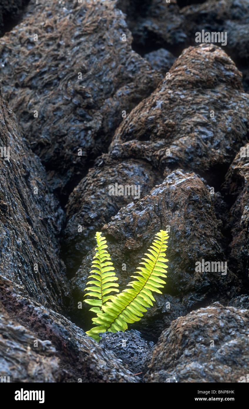 Ladder fern, growing among lava, Punta Morena, Isabela, Galapagos Stock ...