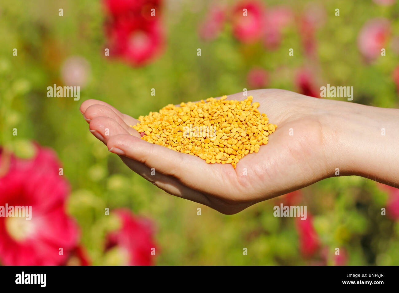 Palm pollen hi-res stock photography and images - Alamy