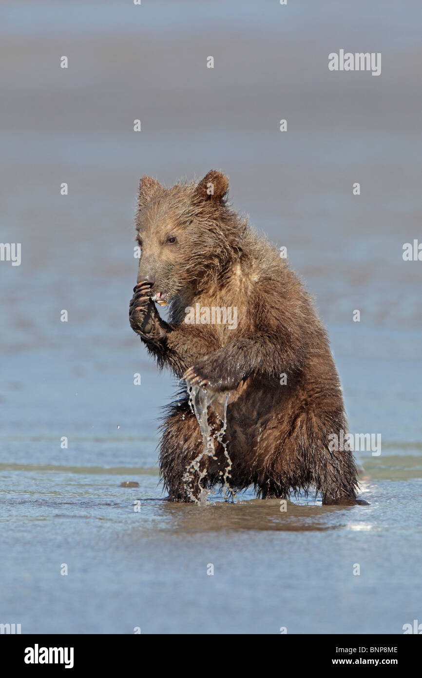 Bear eating hi-res stock photography and images - Alamy