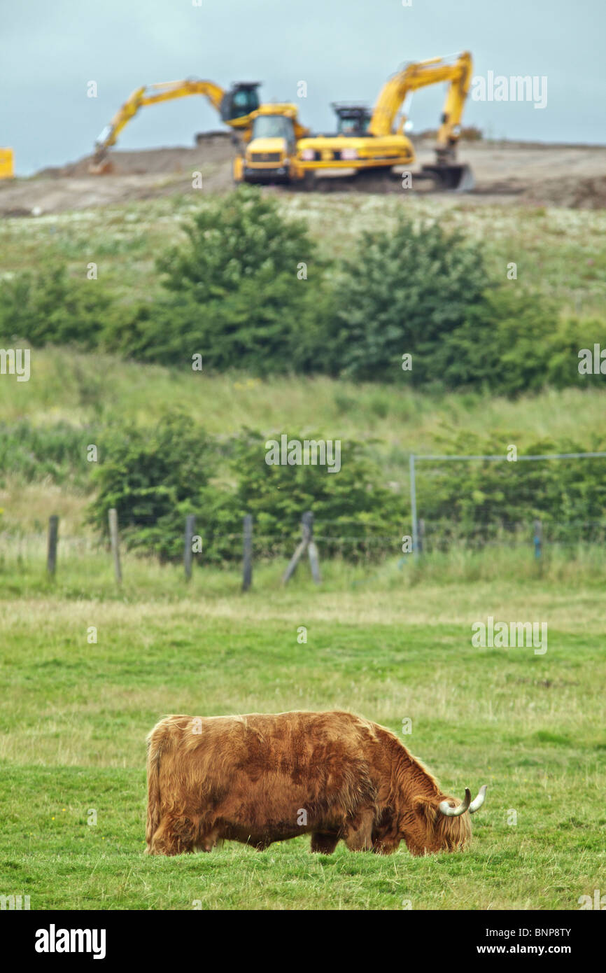 Highland cow/cattle in field in Angus, Scotland Stock Photo - Alamy