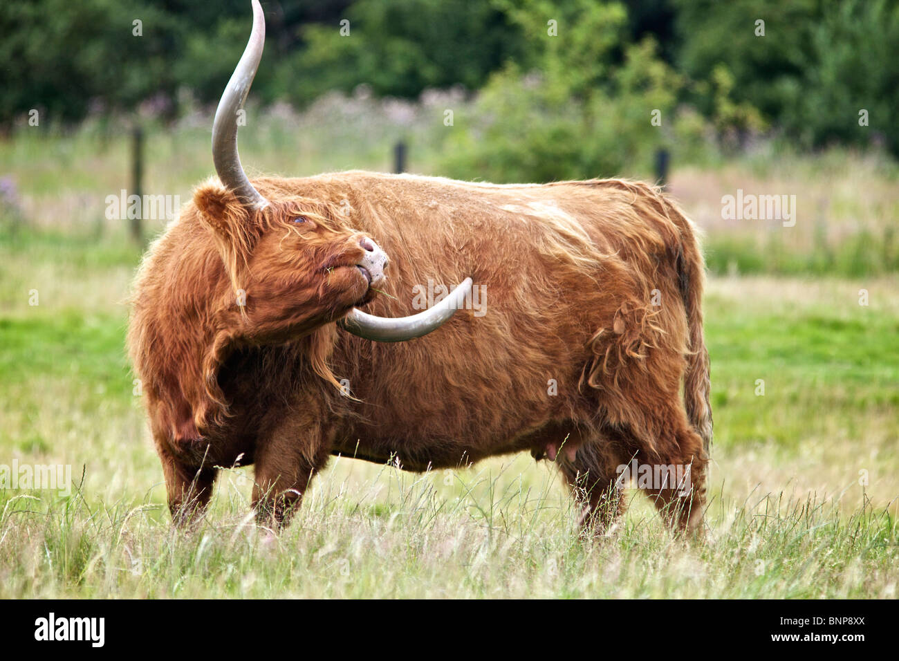 Highland cow/cattle in field in Angus, Scotland Stock Photo - Alamy