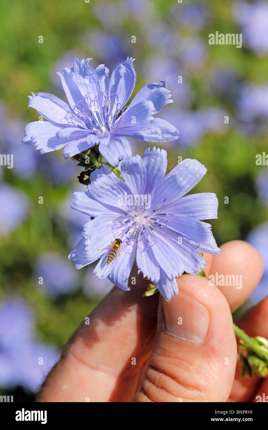 Chicory (Cichorium intybus Stock Photo - Alamy