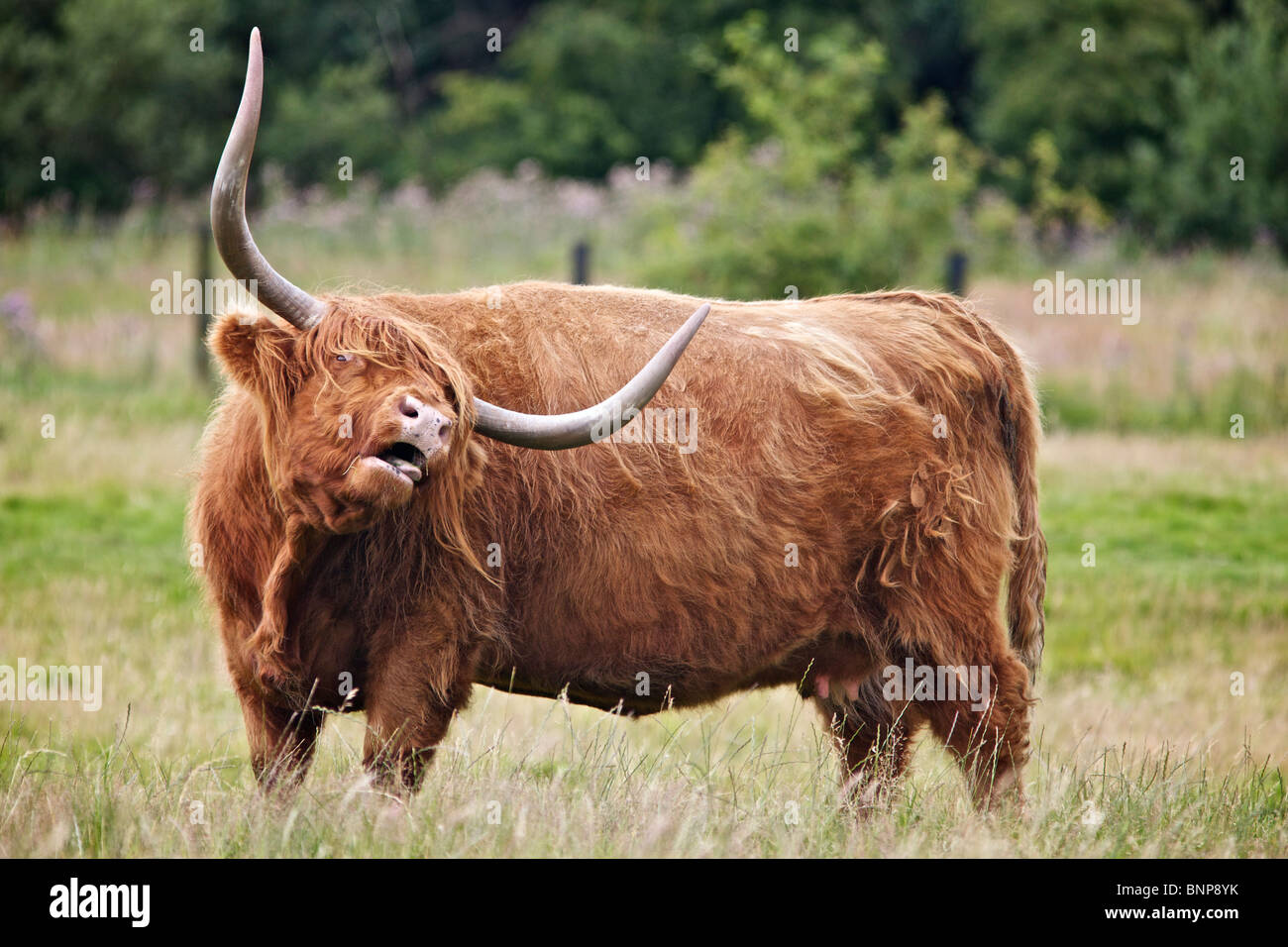 Highland cow/cattle in field in Angus, Scotland Stock Photo - Alamy