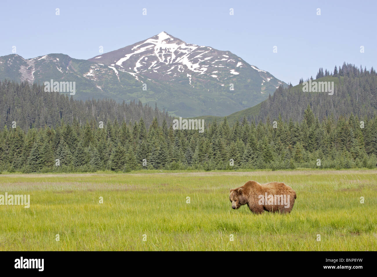 Bear marsh hi-res stock photography and images - Alamy