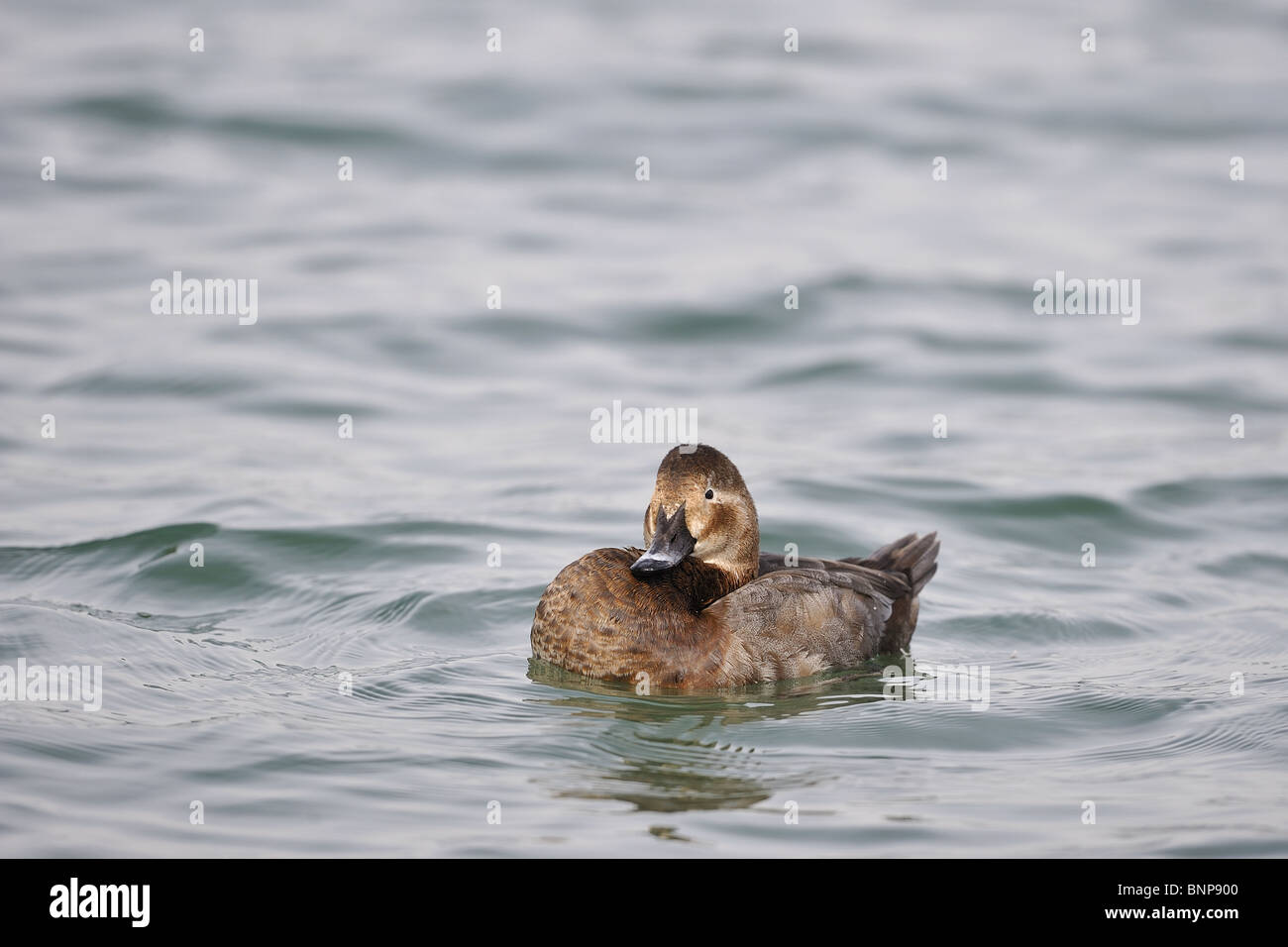 Female common pochard (Aythya ferina) resting on water in winter - Lake ...