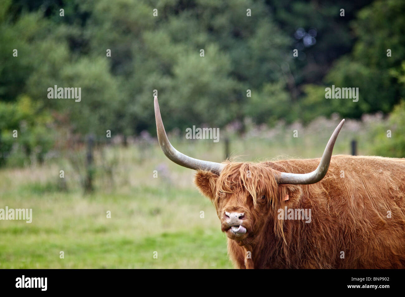 Angus cow eating hi-res stock photography and images - Alamy