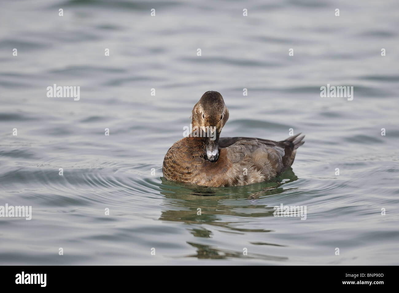Female common pochard (Aythya ferina) preening on water in winter ...