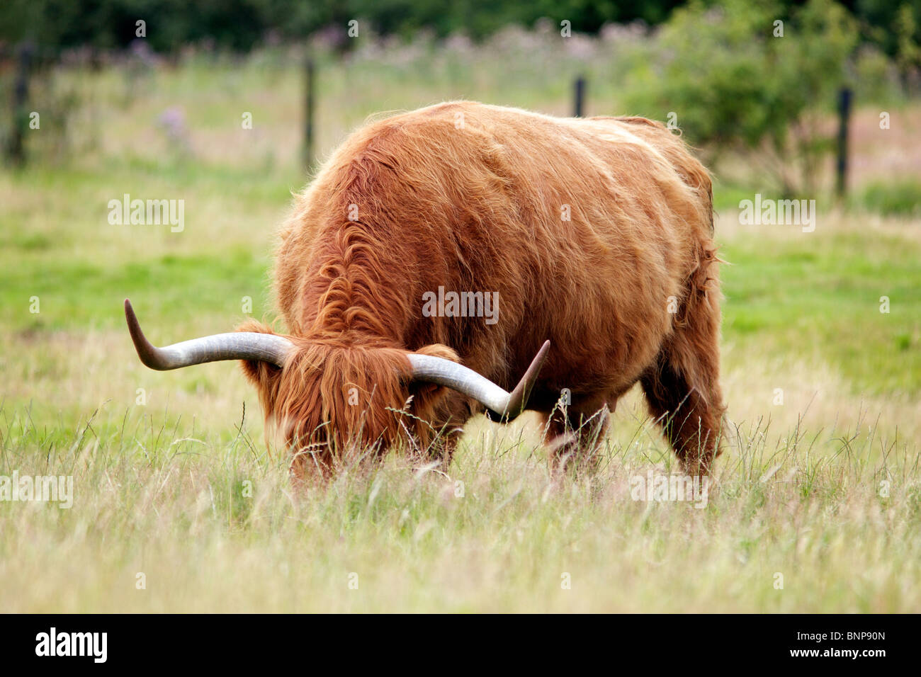 Highland cow/cattle in field in Angus, Scotland Stock Photo - Alamy