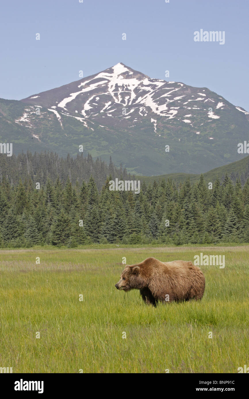 Bear marsh hi-res stock photography and images - Alamy