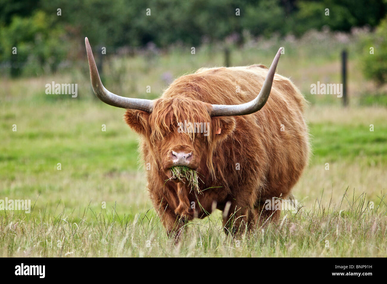 Highland cow/cattle in field in Angus, Scotland Stock Photo - Alamy