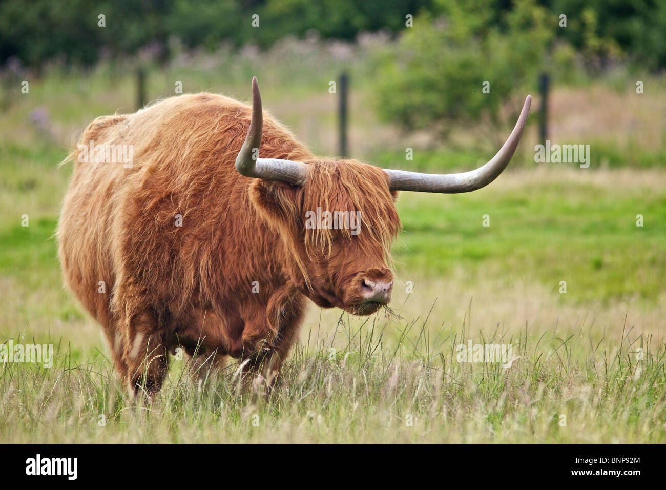 Highland cow/cattle in field in Angus, Scotland Stock Photo - Alamy