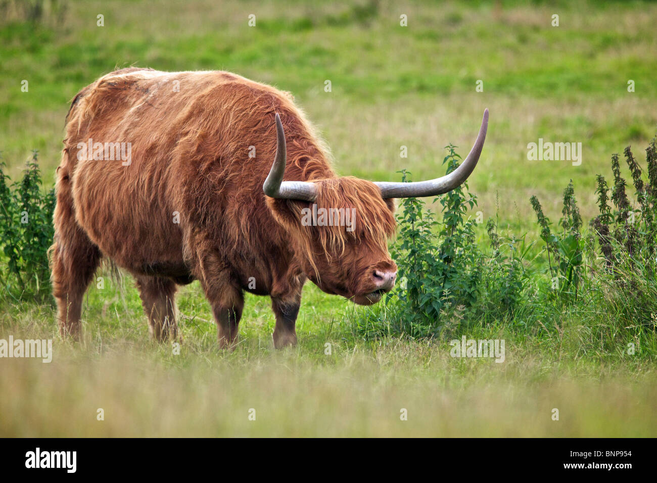 Hamish Cow High Resolution Stock Photography and Images - Alamy
