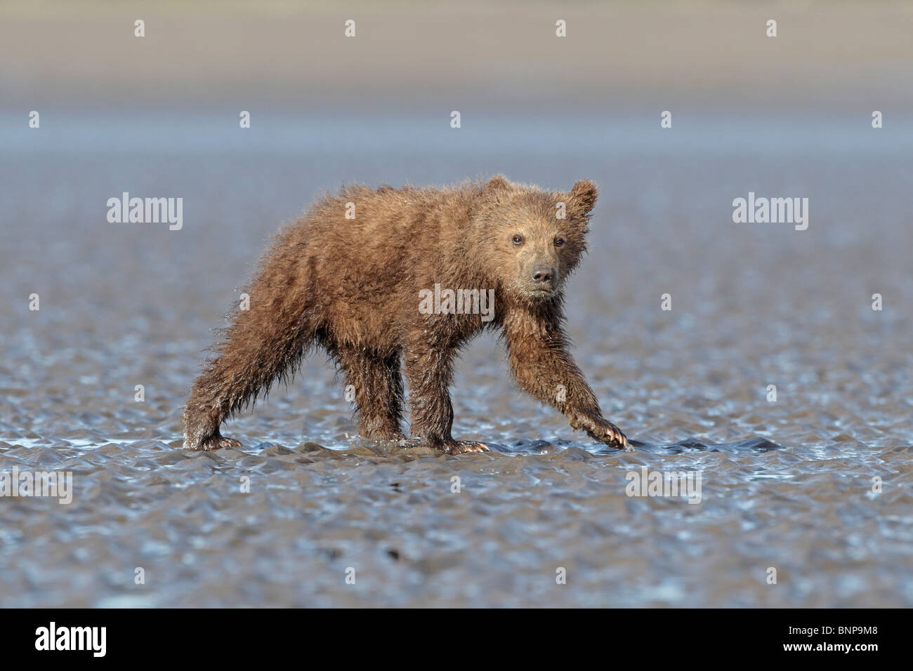 Brown Bear cub walking on a beach in Alaska Stock Photo - Alamy
