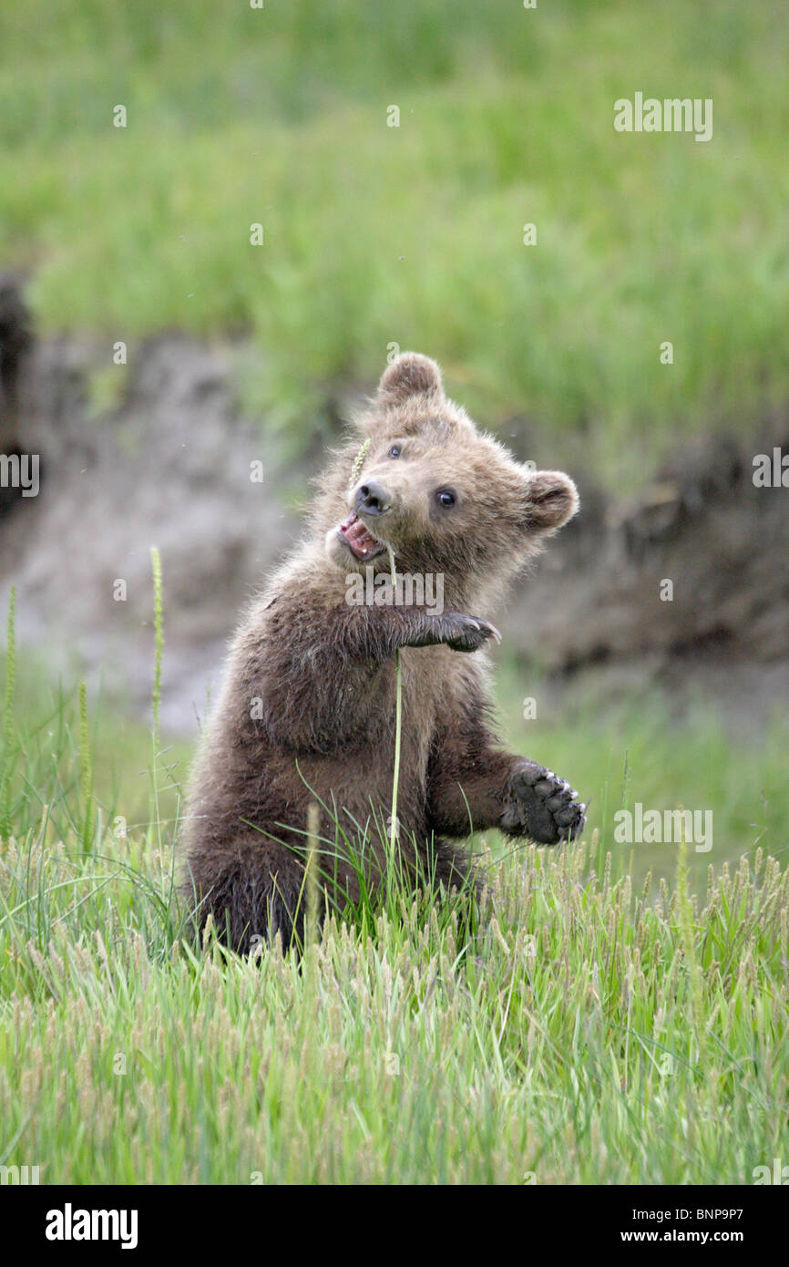 Brown Bear cub eating grass in Alaska Stock Photo - Alamy