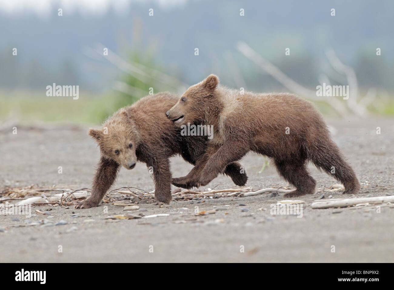 Brown Bear cubs playing on a beach in Alaska Stock Photo - Alamy