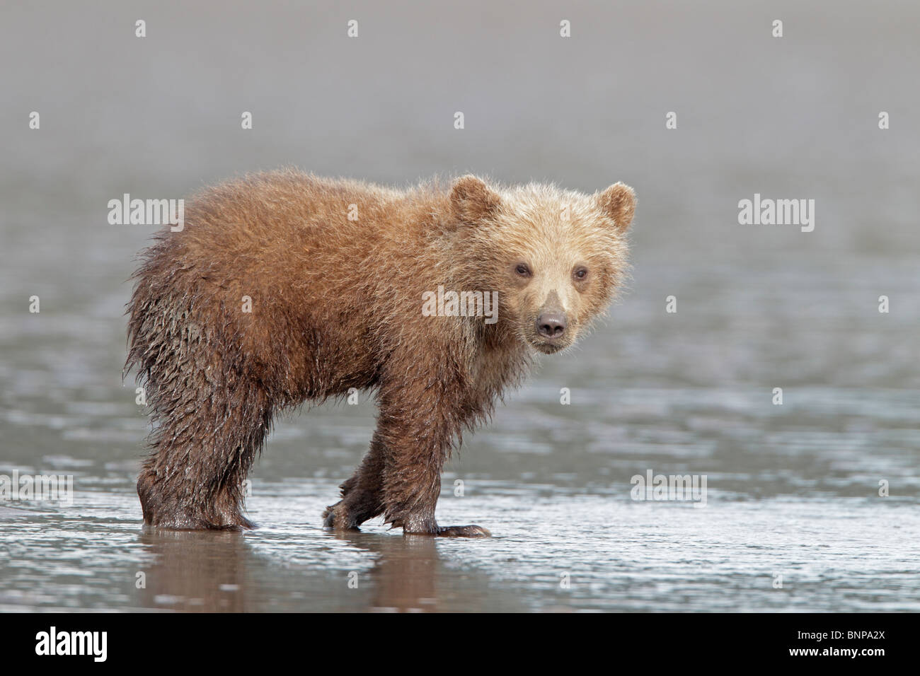 Brown bear cub on the beach hi-res stock photography and images - Alamy