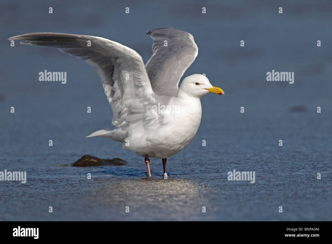 A Glaucous-winged Gull Stock Photo - Alamy